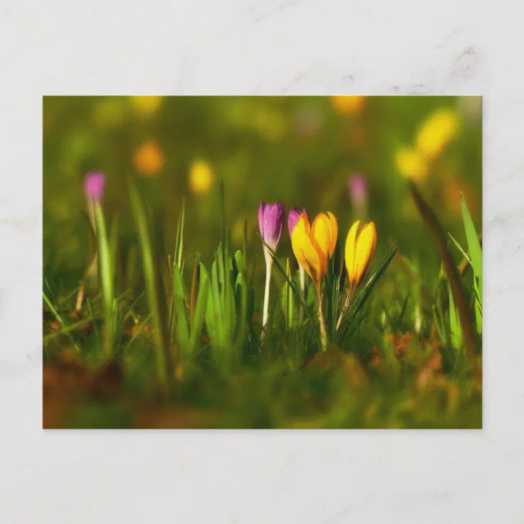 Pink Yellow Crocus Spring Flower Postcard | Zazzle