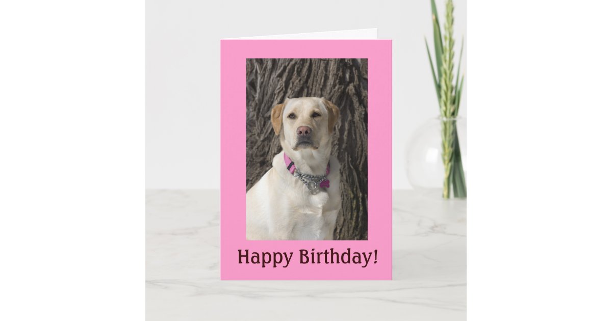 Pink Yellow Lab Birthday Card | Zazzle