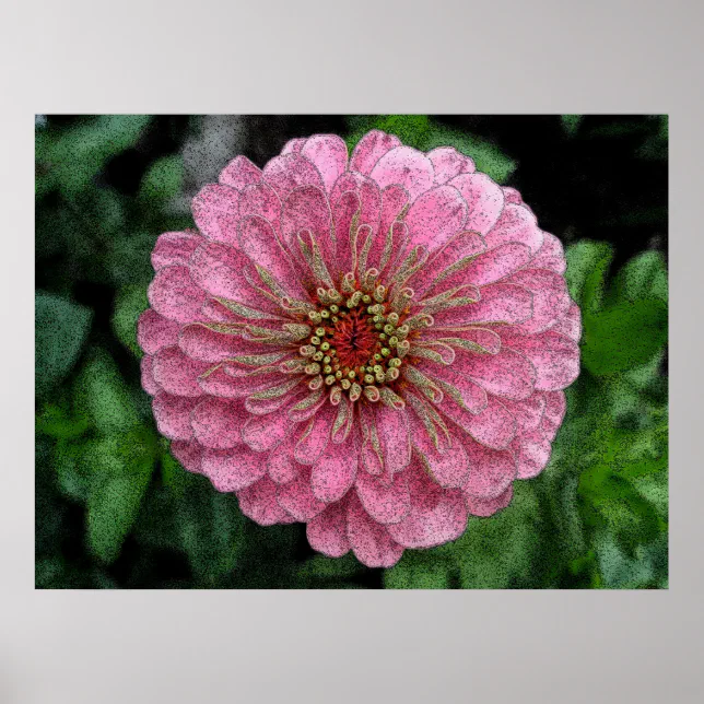 Pink Zinnia Poster | Zazzle