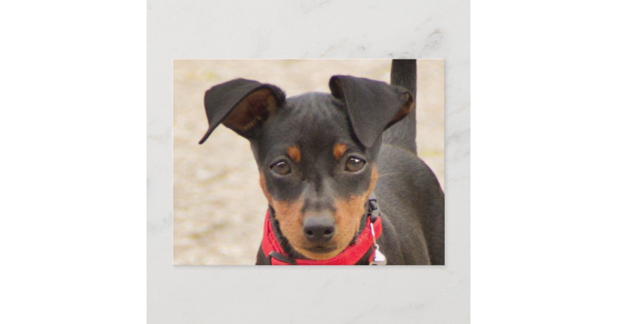 pinscher-black and rust miniature postcard | Zazzle