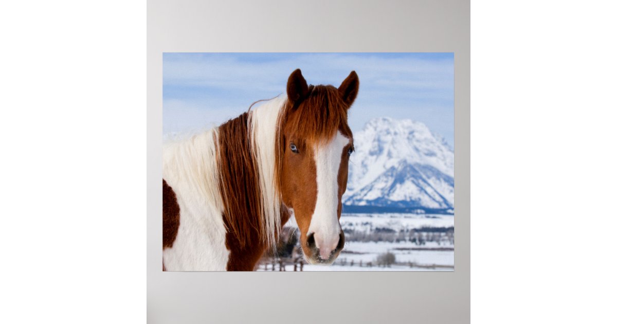 Pinto Horse Mount Moran in Winter Poster | Zazzle