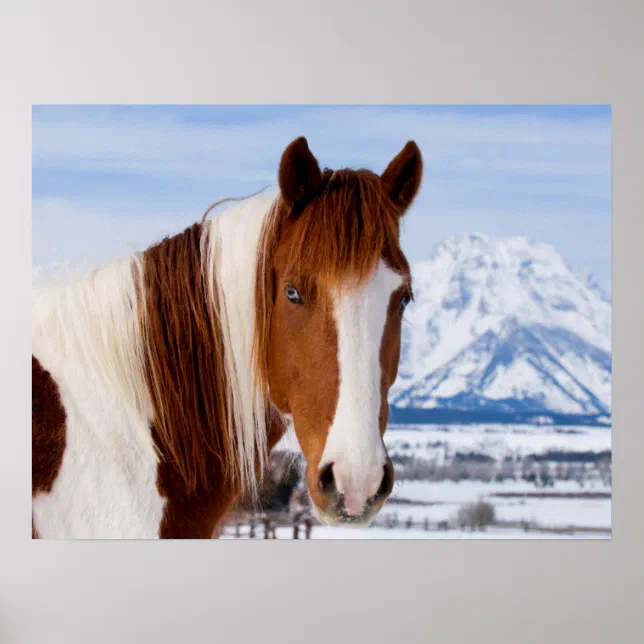 Pinto Horse Mount Moran in Winter Poster | Zazzle