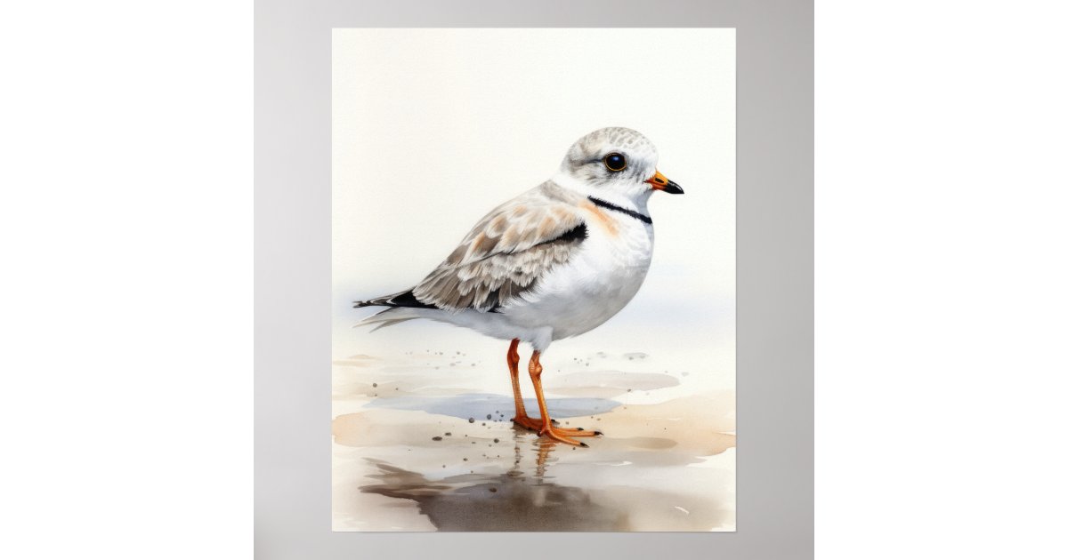 Piping Plover Bird Art Print Poster | Zazzle
