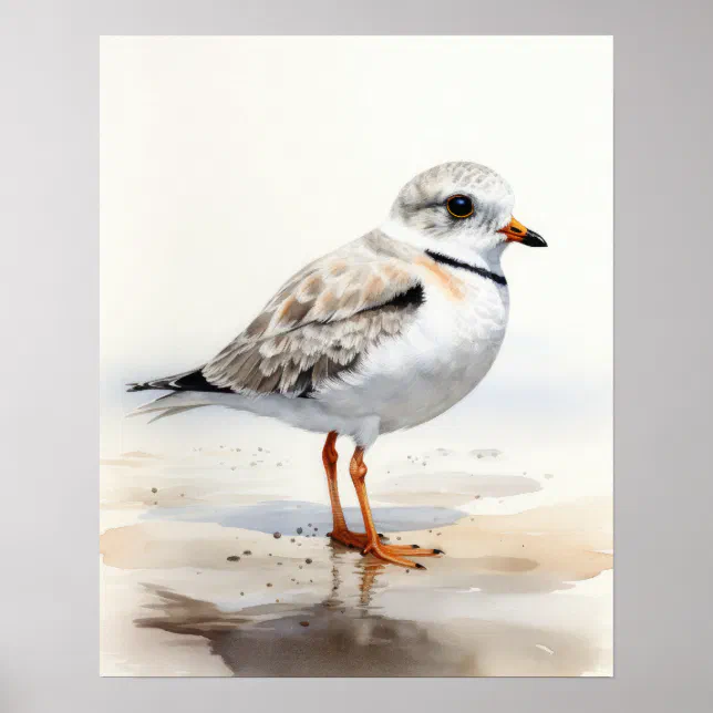 Piping Plover Bird Art Print Poster | Zazzle
