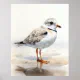 Piping Plover Bird Art Print Poster | Zazzle