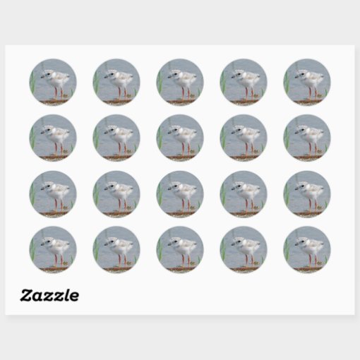 Piping Plover Classic Round Sticker | Zazzle