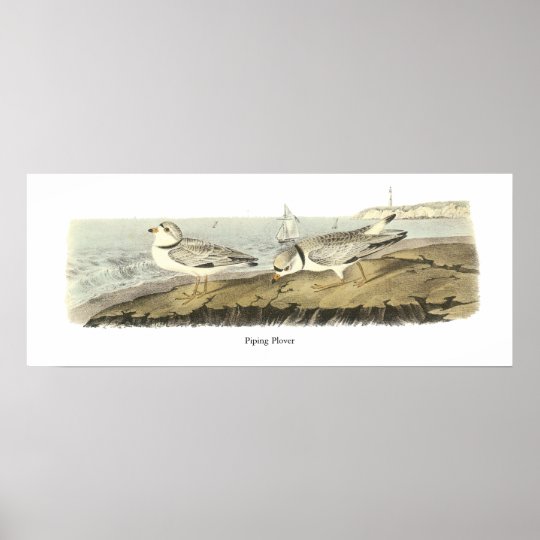 Piping Plover, John Audubon Poster | Zazzle.com