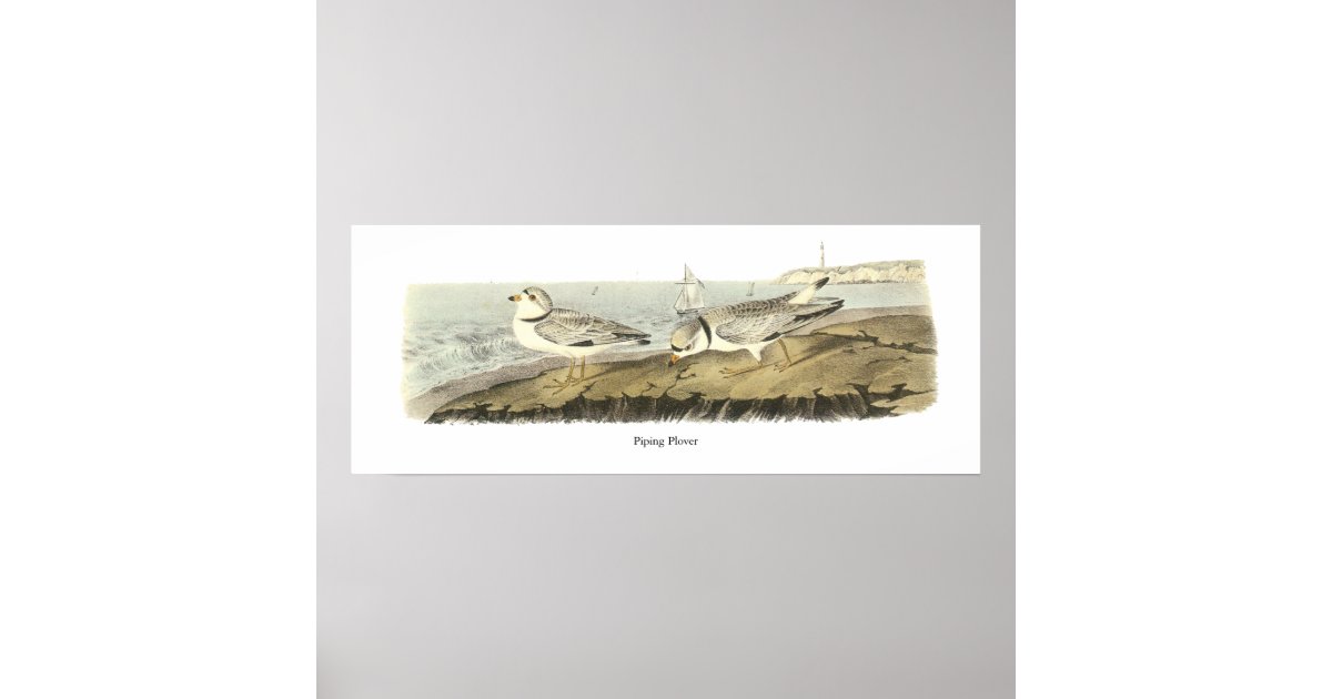 Piping Plover, John Audubon Poster | Zazzle