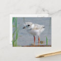 Piping Plover Postcard | Zazzle