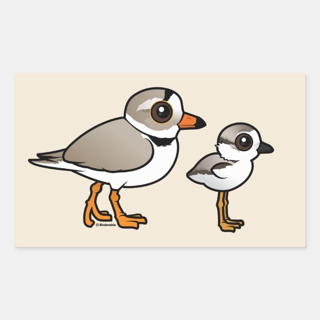 Presenting the Precious Piping Plover in New Birds