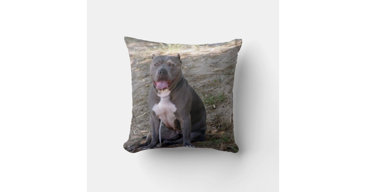 Pit Bull Pillow | Zazzle