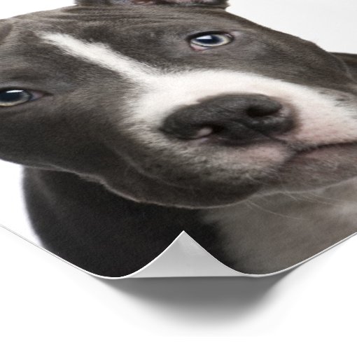 Pit Bull poster | Zazzle