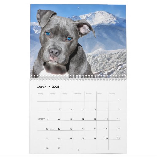 Pit Bull Proud Calendar | Zazzle