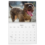 Pit Bull Proud Calendar | Zazzle