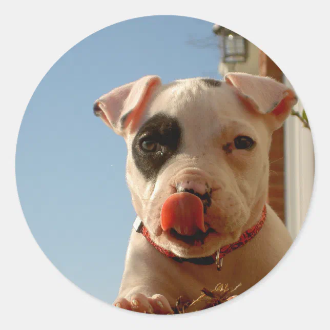 Pitbull stickers | Zazzle