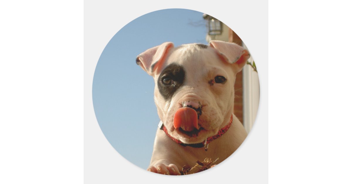 Pitbull stickers | Zazzle