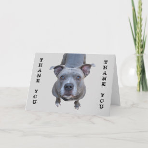 Pitbull Thank You Cards | Zazzle
