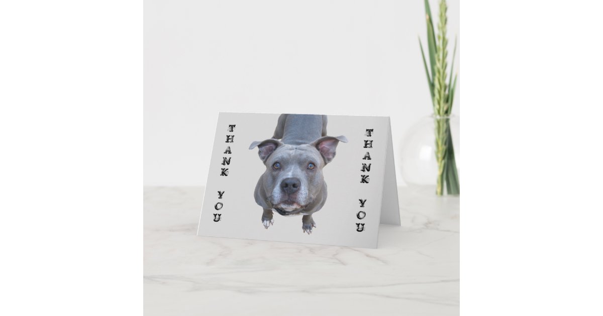 Pitbull Thank You Card | Zazzle.com