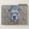 Pitbulls Adorable Pitbulls File Folders | Zazzle