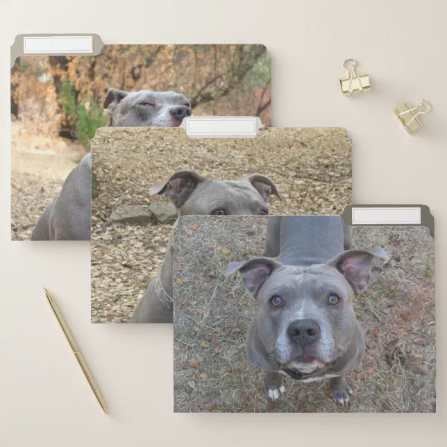 Pitbulls Adorable Pitbulls File Folders | Zazzle