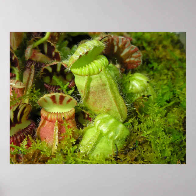 Pitcher Plants Poster | Zazzle