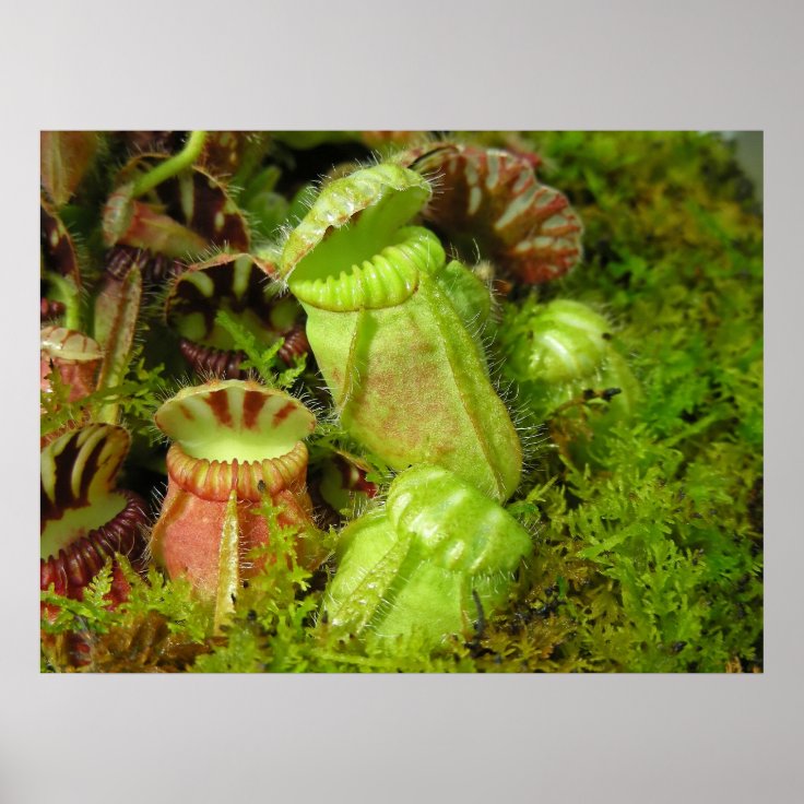 Pitcher Plants Poster | Zazzle