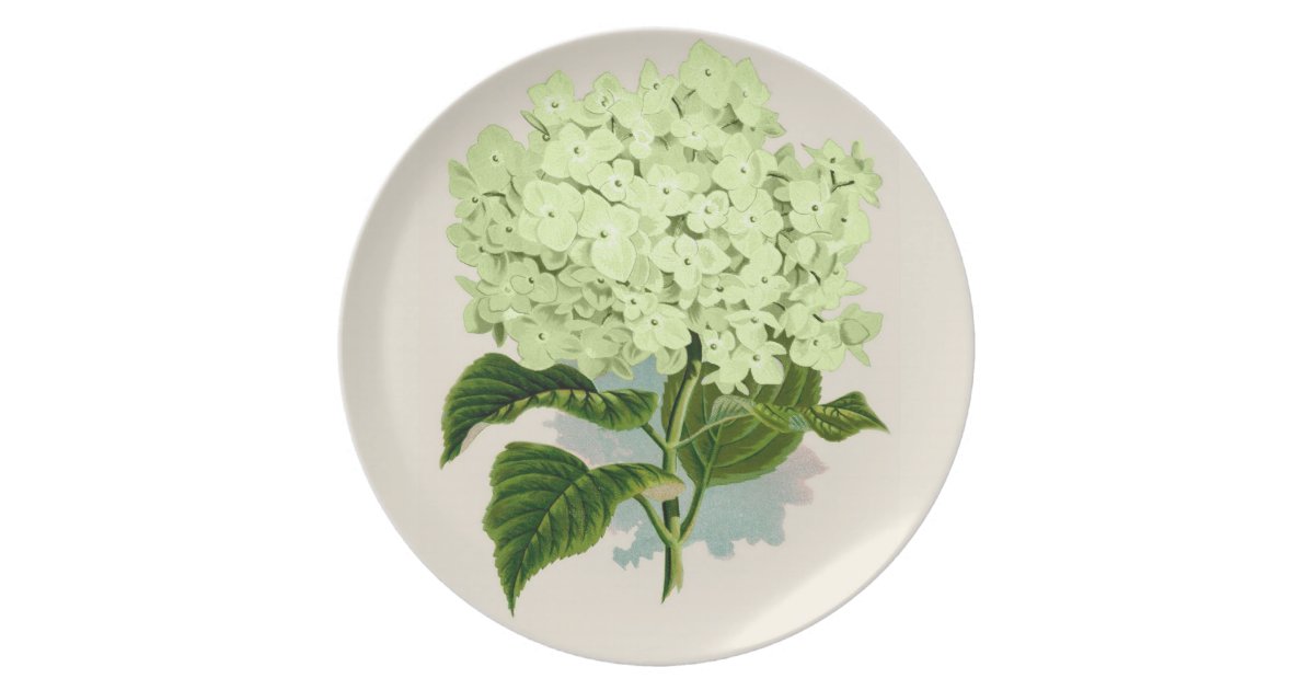 PixDezines vintage hydrangea, green Dinner Plate | Zazzle