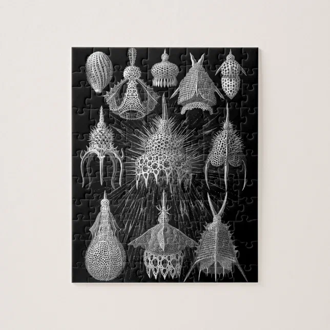 Plankton Shells in Black and White (Cyrtoidea) Jigsaw Puzzle | Zazzle