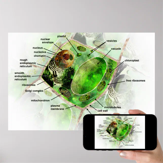 Plant Cell poster | Zazzle