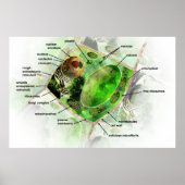 Plant cell poster | Zazzle