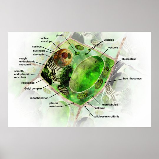 Plant cell poster | Zazzle.com