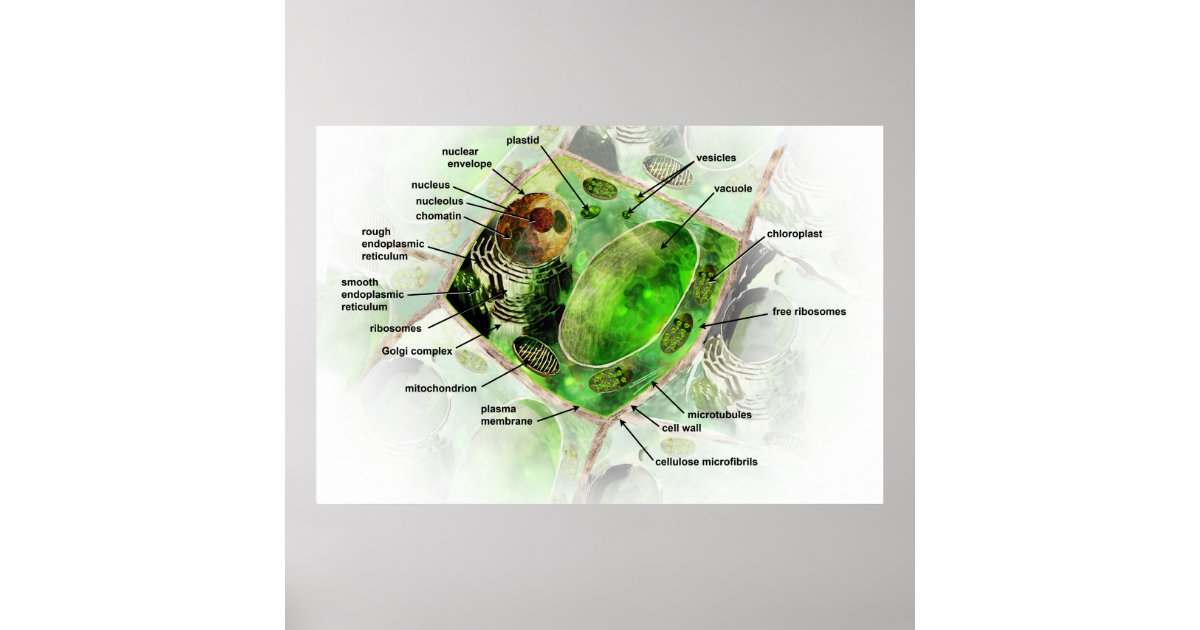 Plant cell poster | Zazzle