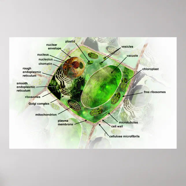 Plant cell poster | Zazzle