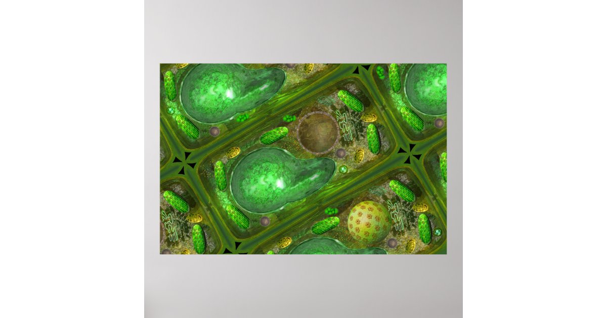 Plant Cells poster | Zazzle.com
