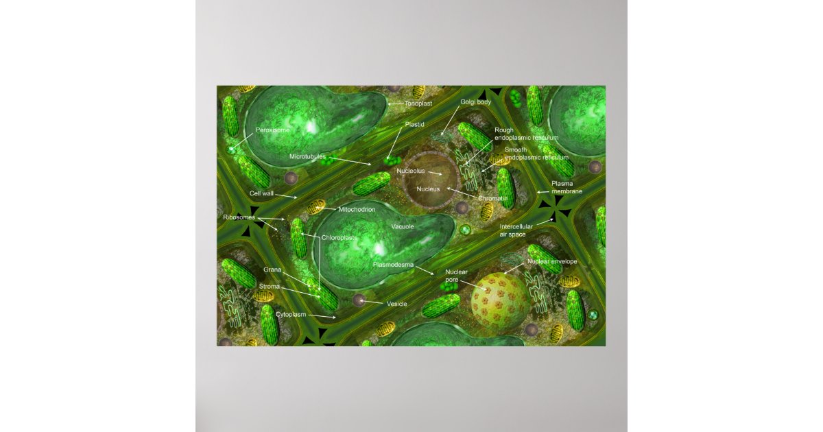 Plant Cells Poster | Zazzle