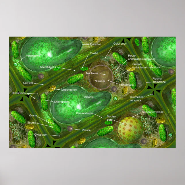 Plant Cells Poster | Zazzle