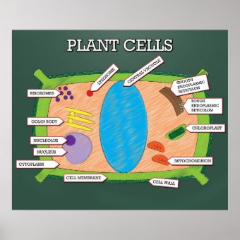 Plant Cells *UPDATED* Poster | Zazzle