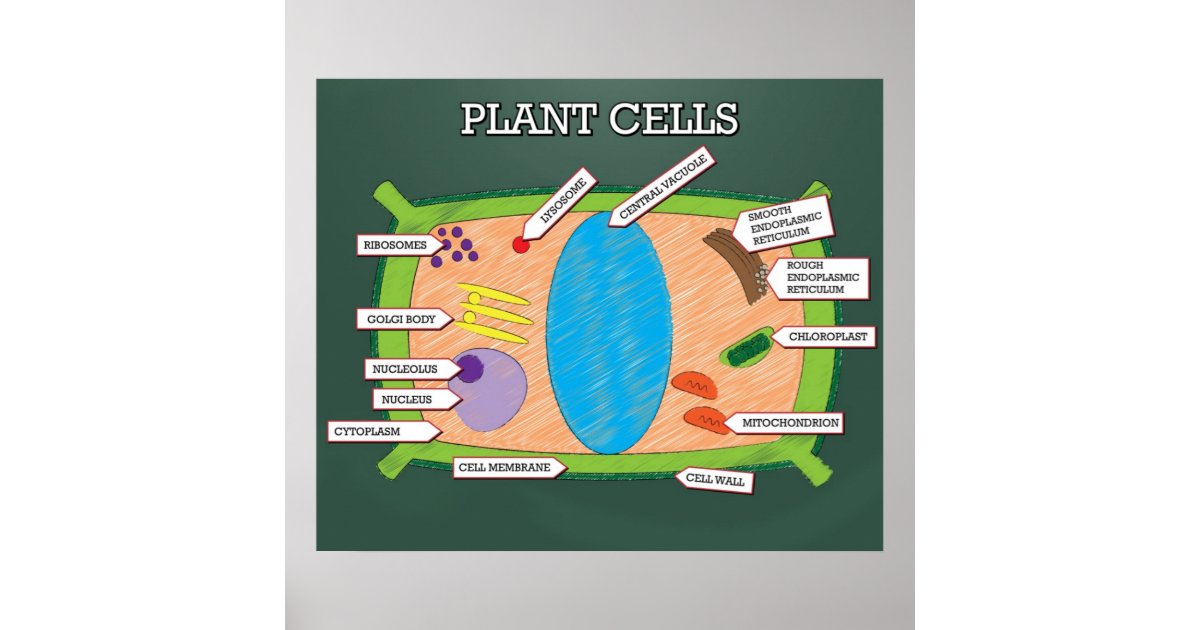 Plant Cells *UPDATED* Poster | Zazzle