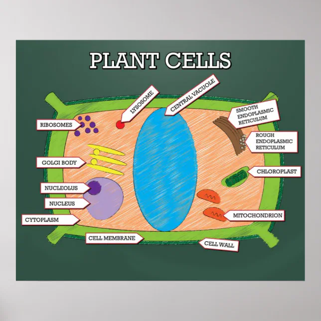 Plant Cells *UPDATED* Poster | Zazzle