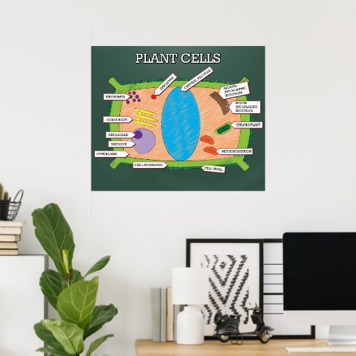Plant Cells *UPDATED* Poster | Zazzle