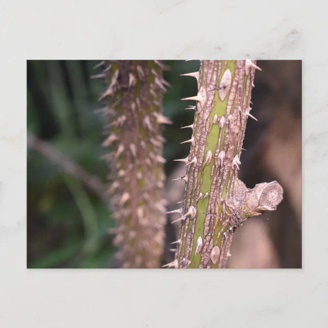 Plant Stem Thorns Nature Park Photography Postcard | Zazzle