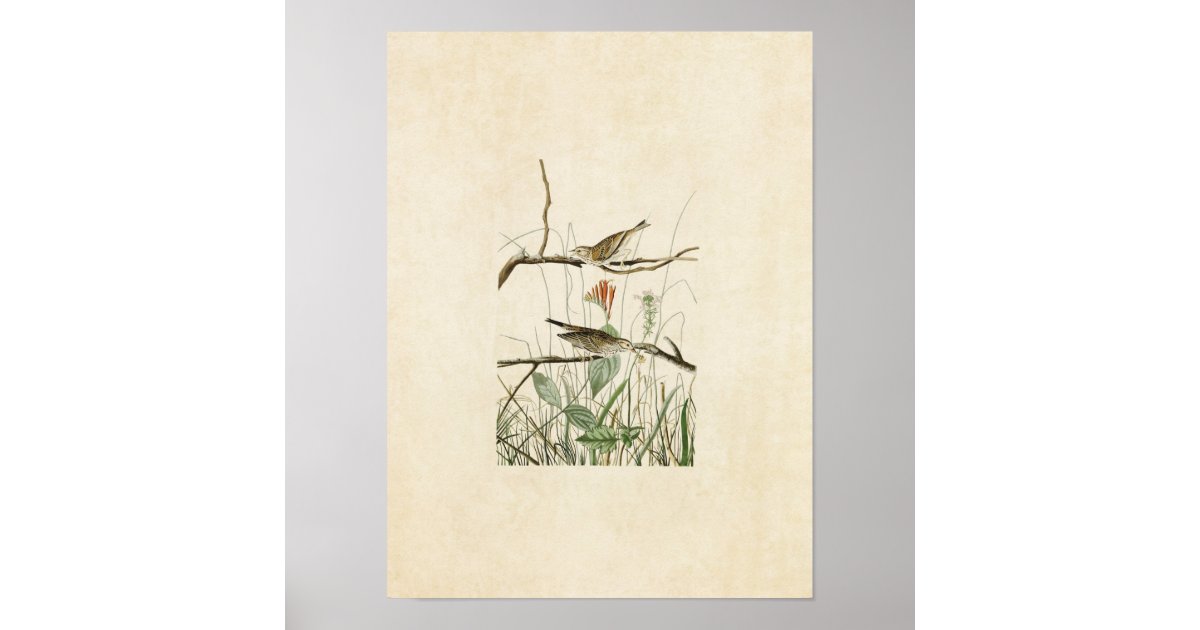 Plate 109 | Savannah Finch | Birds of America Poster | Zazzle