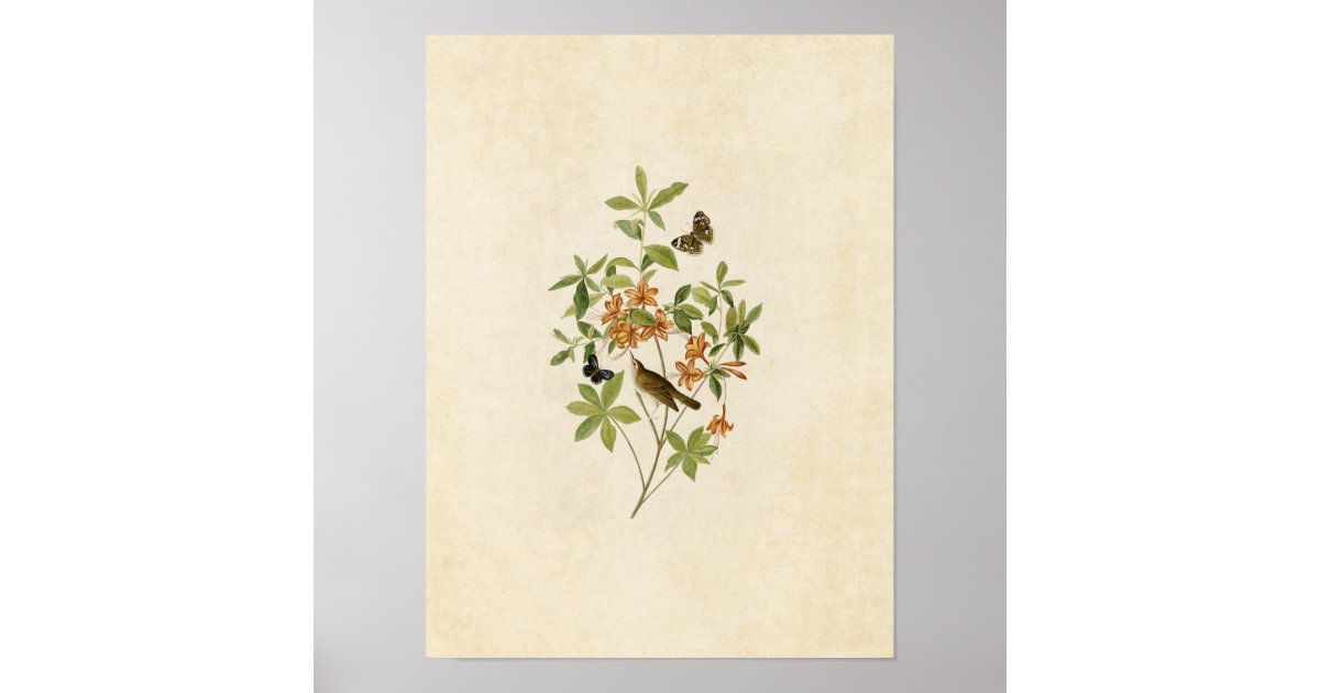 Plate 198 | Brown-Headed Worm-Eating Warbler Poster | Zazzle