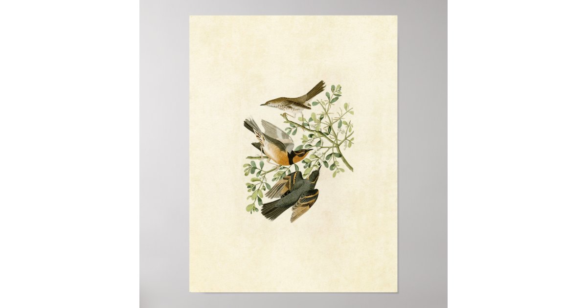 Plate 369 | Mountain Mockingbird & Varied Thrush Poster | Zazzle