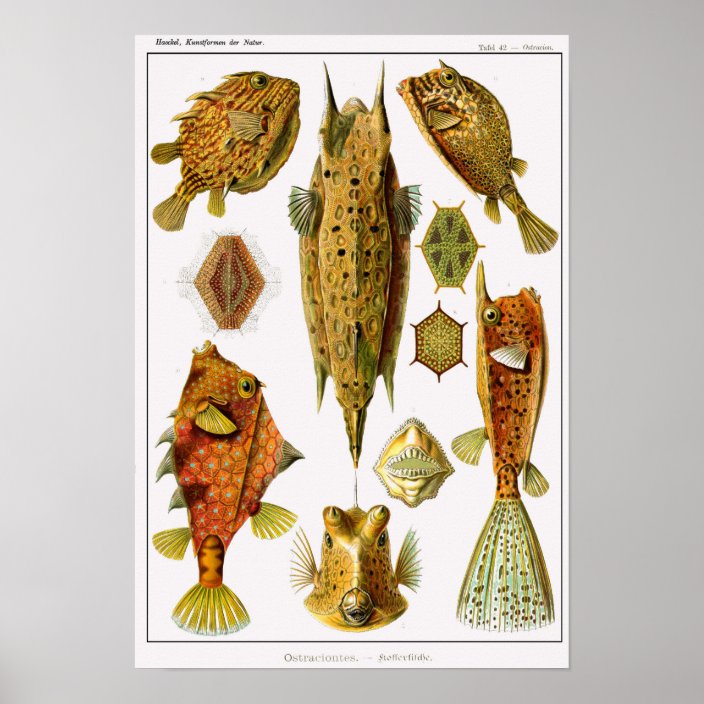 Plate 42. Ostraciontes. Poster | Zazzle.com