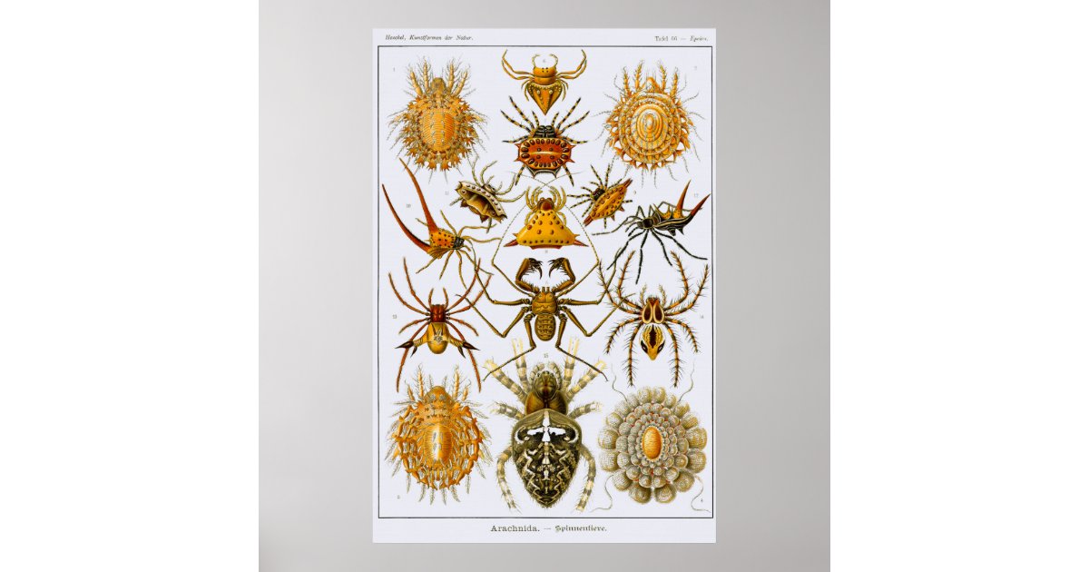 Plate 66. Arachnida. Spiders (order Araneae) Poster | Zazzle