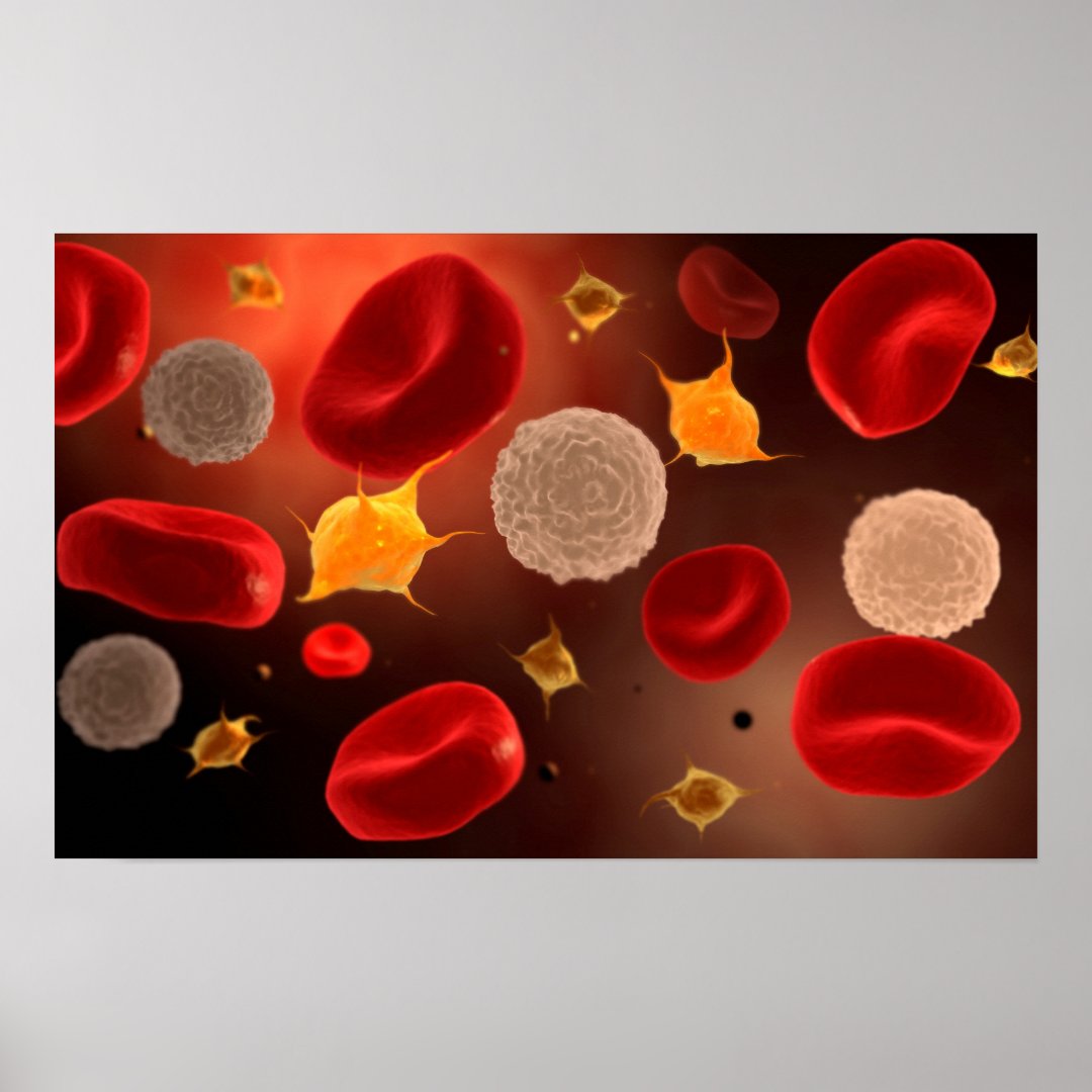 Platelets With Red Blood Cells 2 Poster | Zazzle