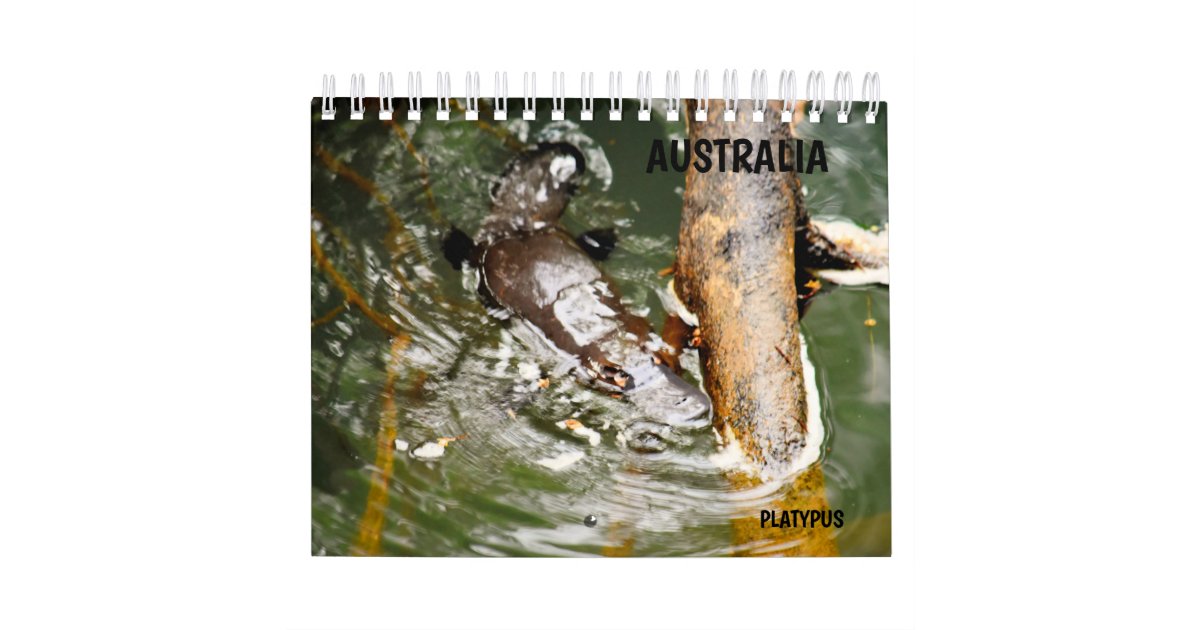PLATYPUS AUSTRALIA CALENDAR | Zazzle