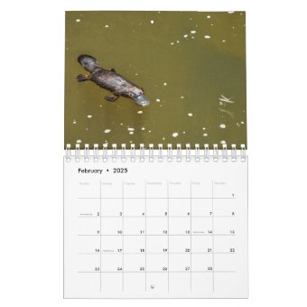 PLATYPUS AUSTRALIA CALENDAR | Zazzle
