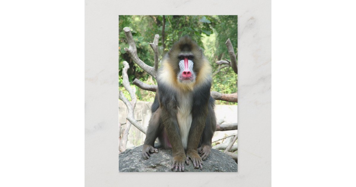 Playful, cute, smart and friendly baboons postcard | Zazzle.com